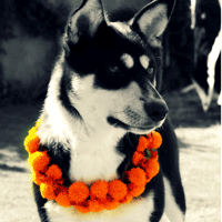 Shrawan 2079 - Nepali Patro - Nepali Calendar - नेपाली पात्रो